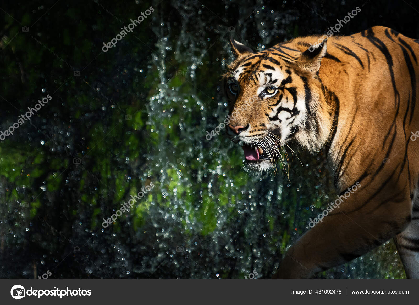 Young Tiger Creeping Prey Wild Animal Nature — Stock Photo © Appstock ...