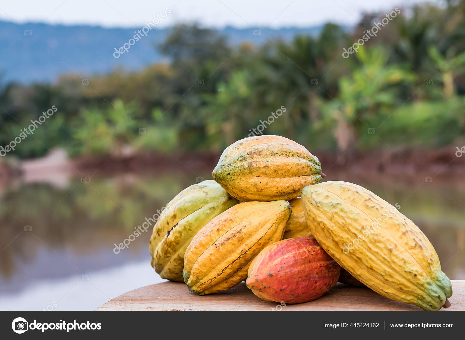 Montón Coloridas Vainas Cacao Criollo Forastero Trinitario Diferentes ...