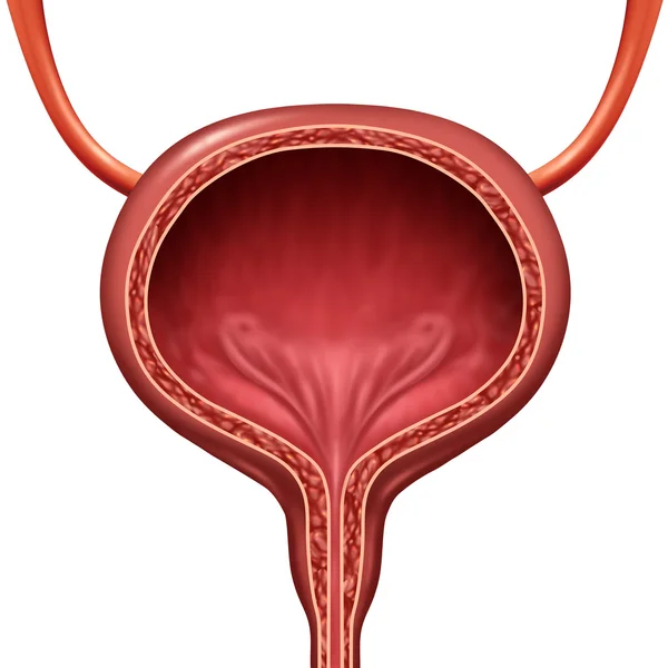 Urinary bladder Stock Photos, Royalty Free Urinary bladder Images ...