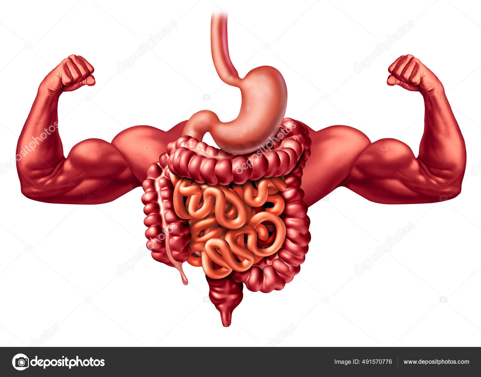 Human Large Intestine Function