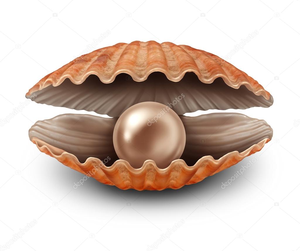 Open Shell Illustration