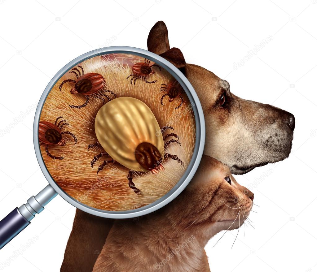 Garrapatasdeperrovsgarrapatasdevenado