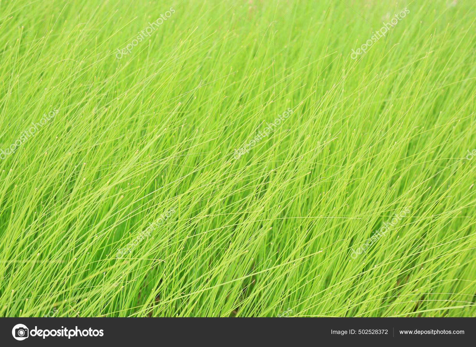 Tall Grass Pattern