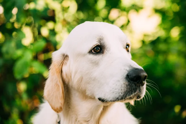 Close Side View Head Muzzle Portrait Of Yellow Golden Labrador ...