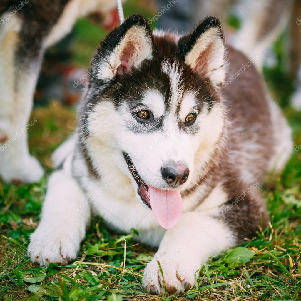 Šťastné mladé štěně Husky eskymácký pes — Stock Fotografie © Ryhor ...