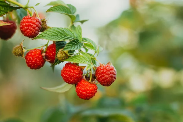 Raspberry. Raspberries. Growing Organic Berries. Toned Instant - Stock ...