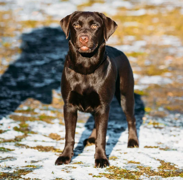 Beautiful Brown Dog Lab Labrador Retriever - Stock Image - Everypixel