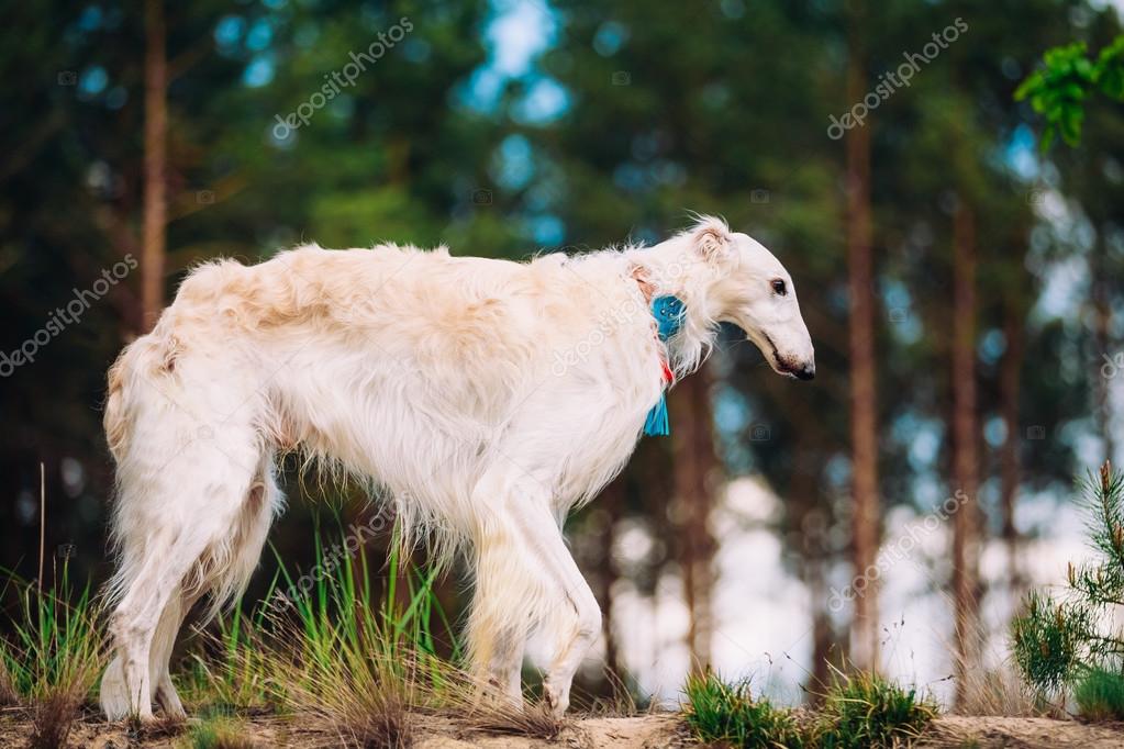 White Russian Wolfhound Dog, Borzoi, Russian Hunting, Sighthound ...