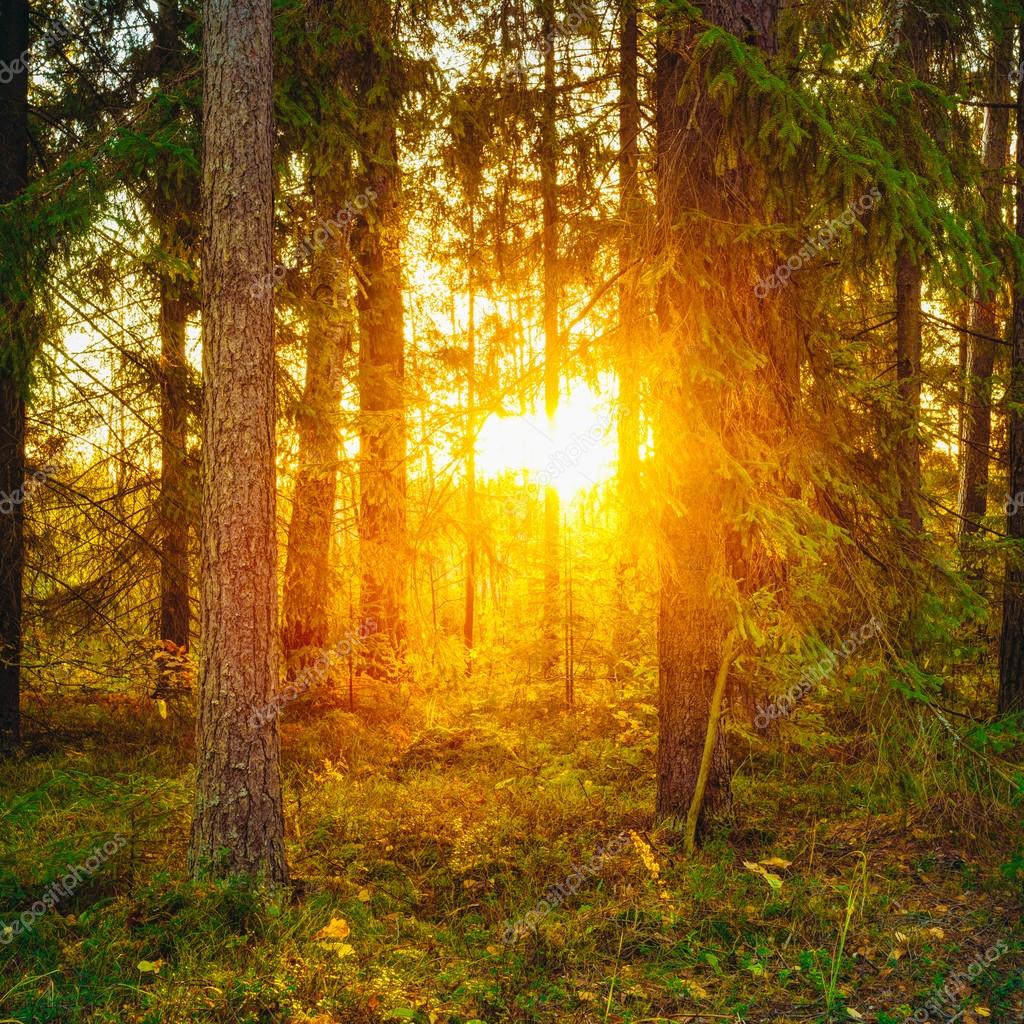 Sun shining through woods. Sunset Sunrise in Autumn Forest — Stock ...