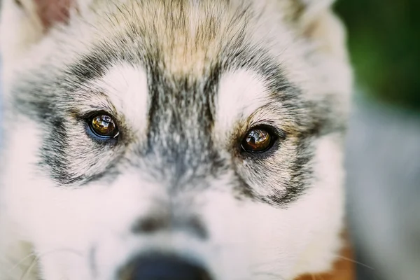 Close-up of husky puppy muzzle or face. — Stock Photo © Vir4ello #29401593
