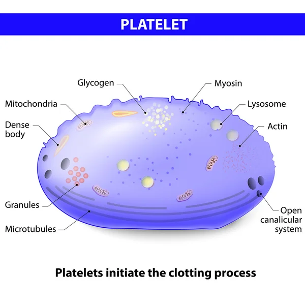 Platelet Stock Vectors, Royalty Free Platelet Illustrations ...