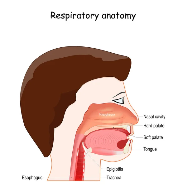 Snoring anatomy Vector Art Stock Images | Depositphotos