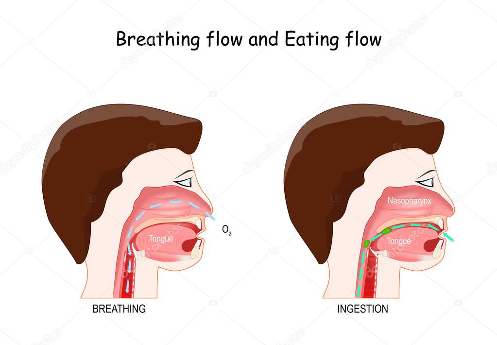 Flujo de respiración y alimentación (ingestión). Proceso de inhalación ...