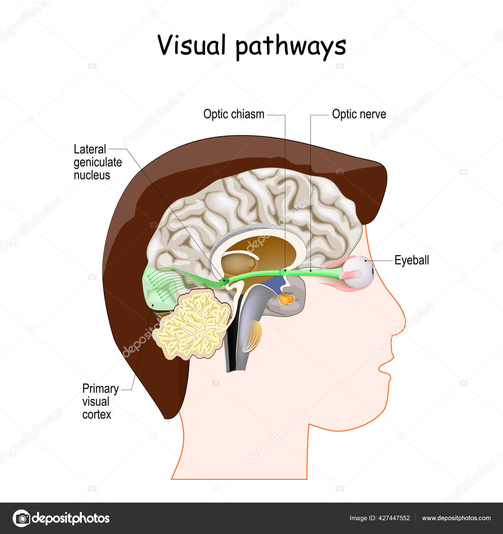 Visual Pathways Eyeball Optic Nerve Lateral Geniculate Nucleus Primary ...