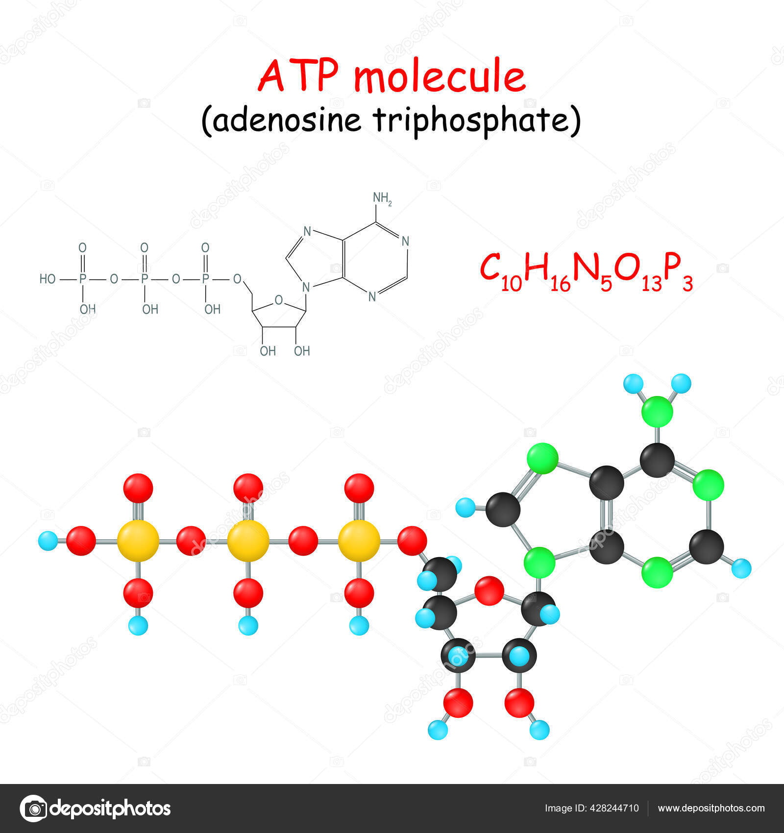 Adenosintriphosphat Chemische Strukturformel Und Modell Des Moleküls ...