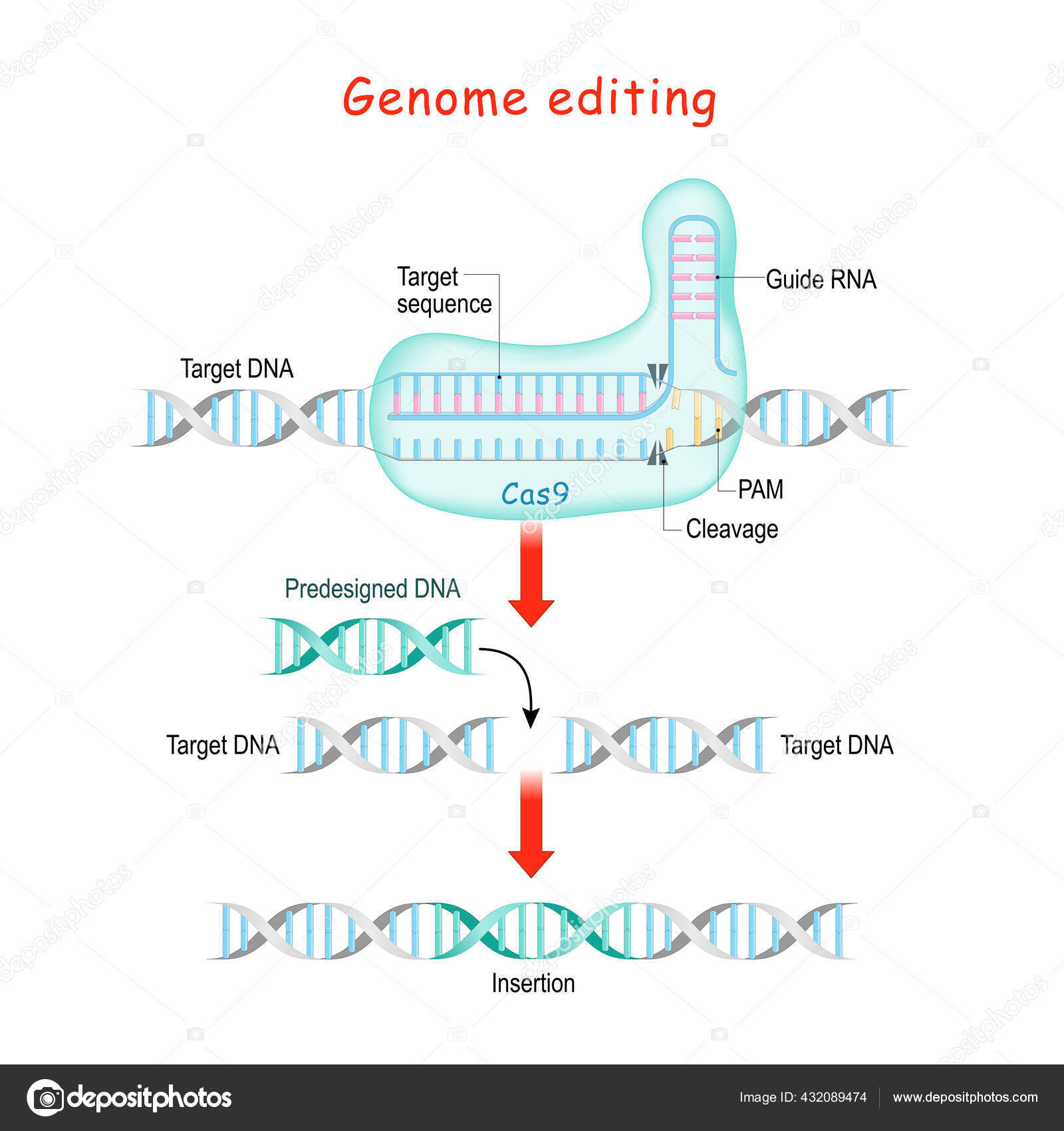 Genome Editing Molecular Surgery Crispr Cas9 Explanation Dna Gene ... Genome Editing Molecular Surgery Crispr Cas9 Explanation Dna Gene ...