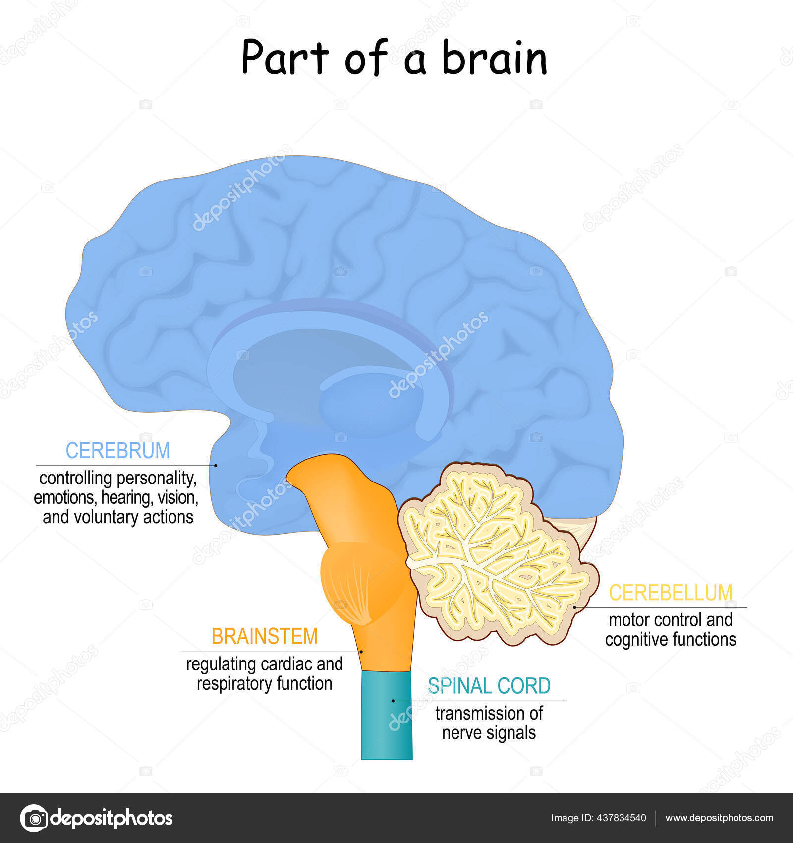 Brain Function Part Brain Cerebrum Cerebellum Spinal Cord Brainstem Structure Stock Illustration