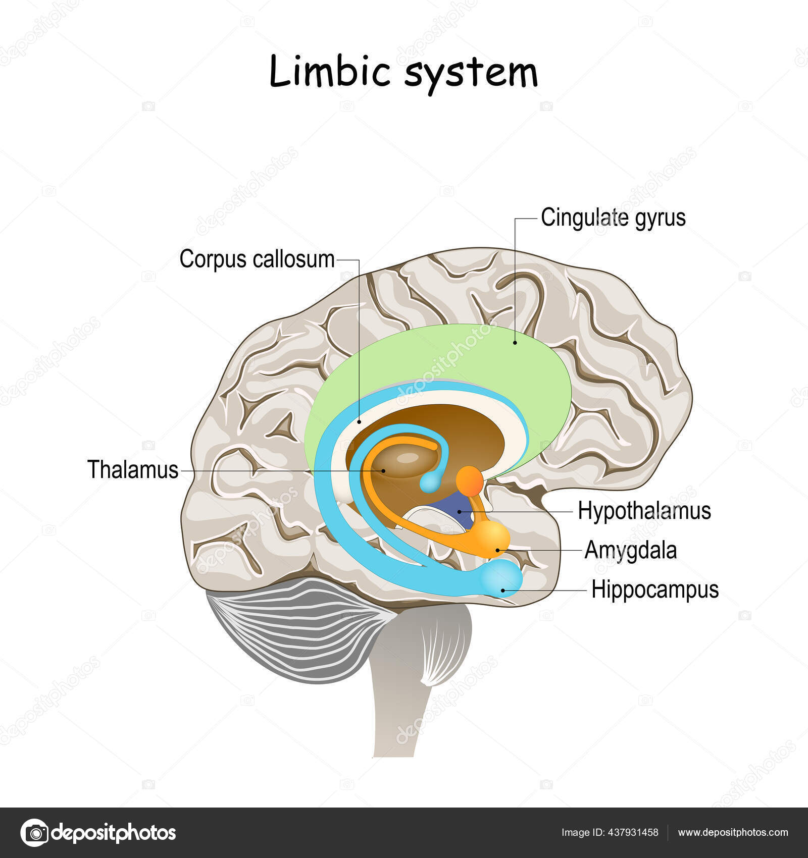 Limbic System Cross Section Human Brain Anatomical Components Limbic ... Limbic System Cross Section Human Brain Anatomical Components Limbic ...