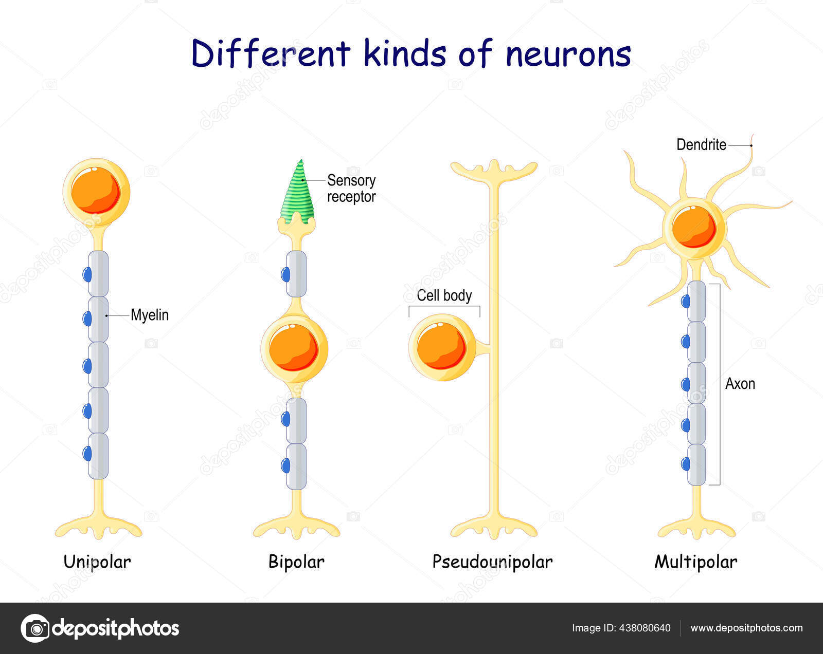 Unipolar Neuron Vs Pseudounipolar