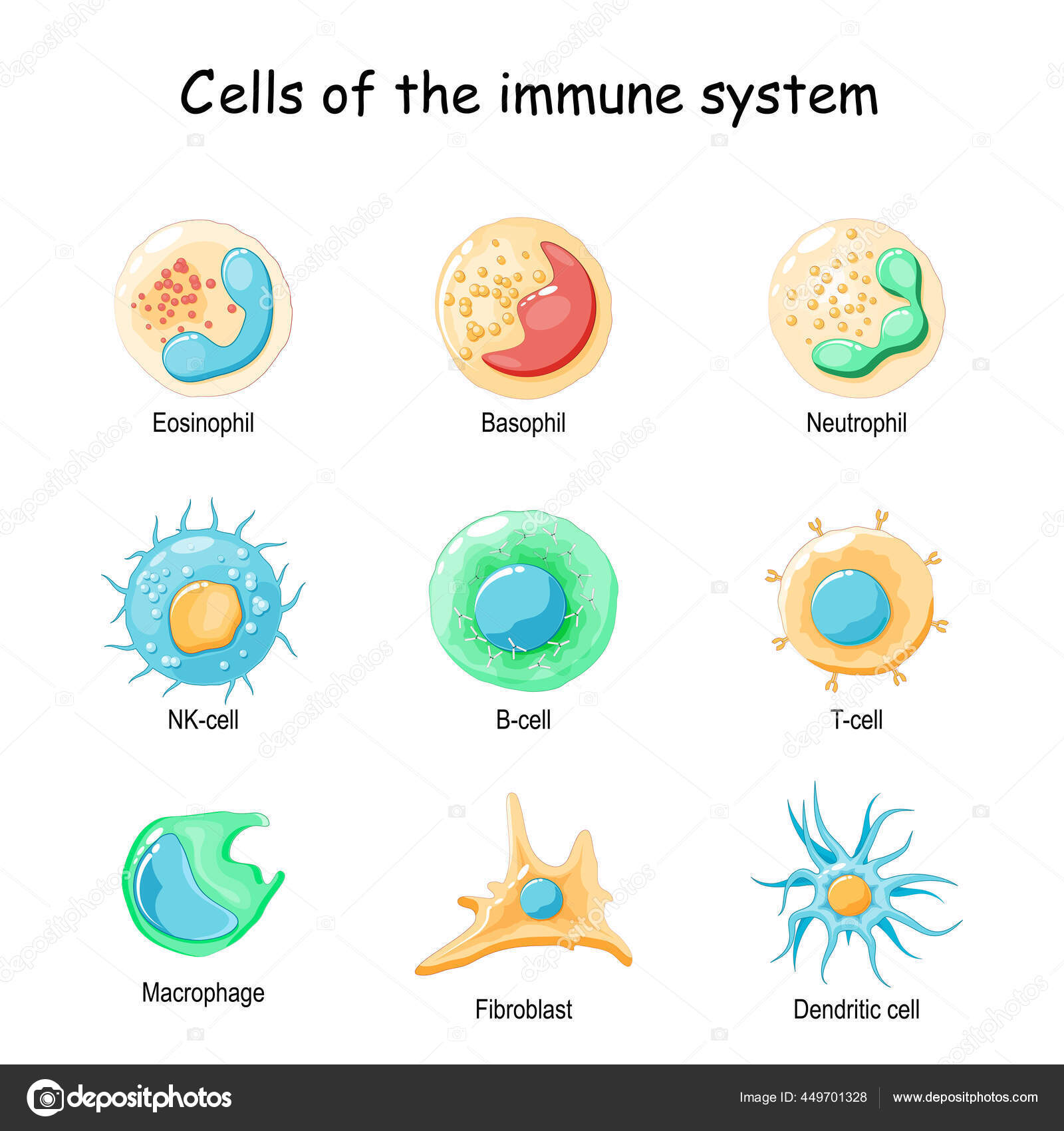 Células Del Sistema Inmunitario Glóbulos Blancos Leucocitos Eosinófilos ...