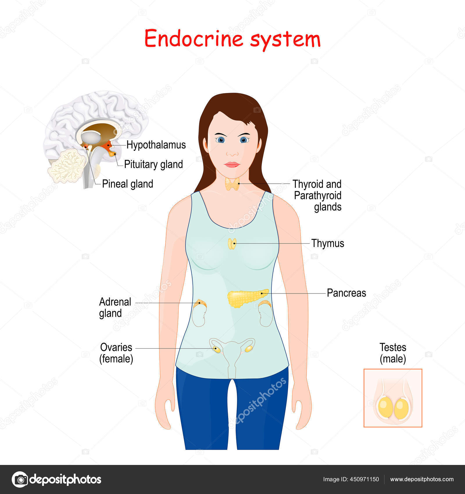 Endocrine System Human Anatomy Female Silhouette Highlighted Internal ...