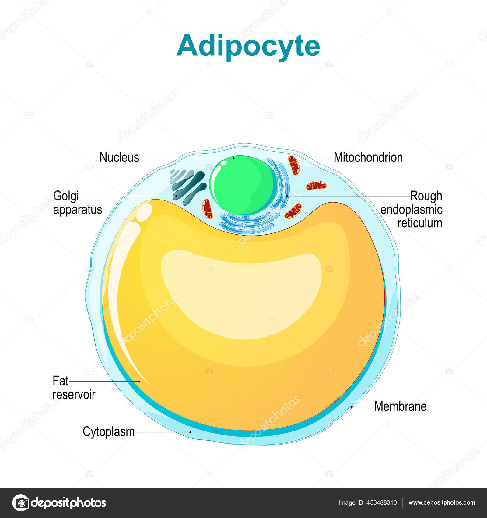 Fettcellsanatomi Adipocytstruktur Vektorillustration vektor av ...