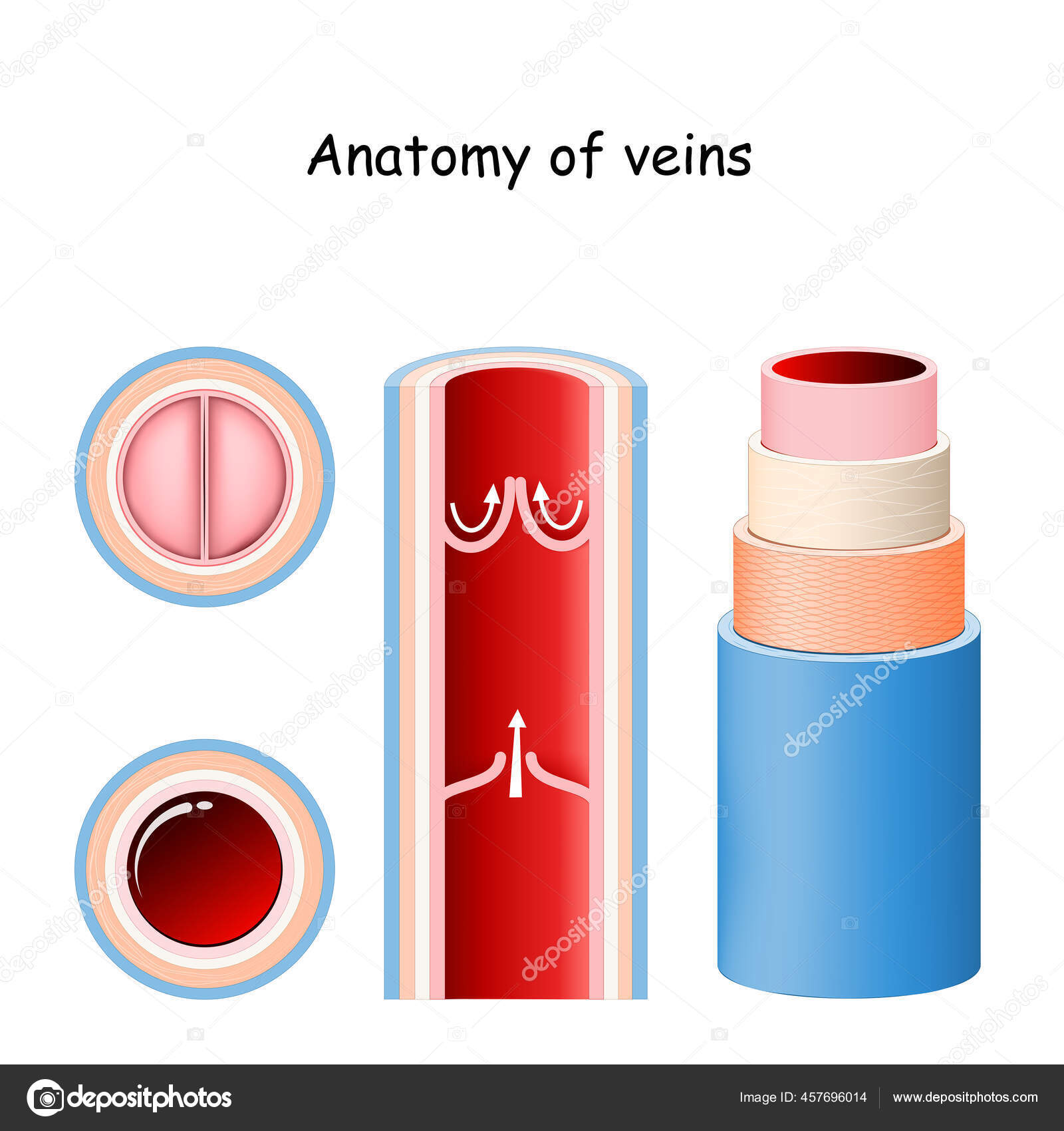 Anatomie Veine Structure Vaisseau Sanguin Gros Plan Sur Les Valves ...