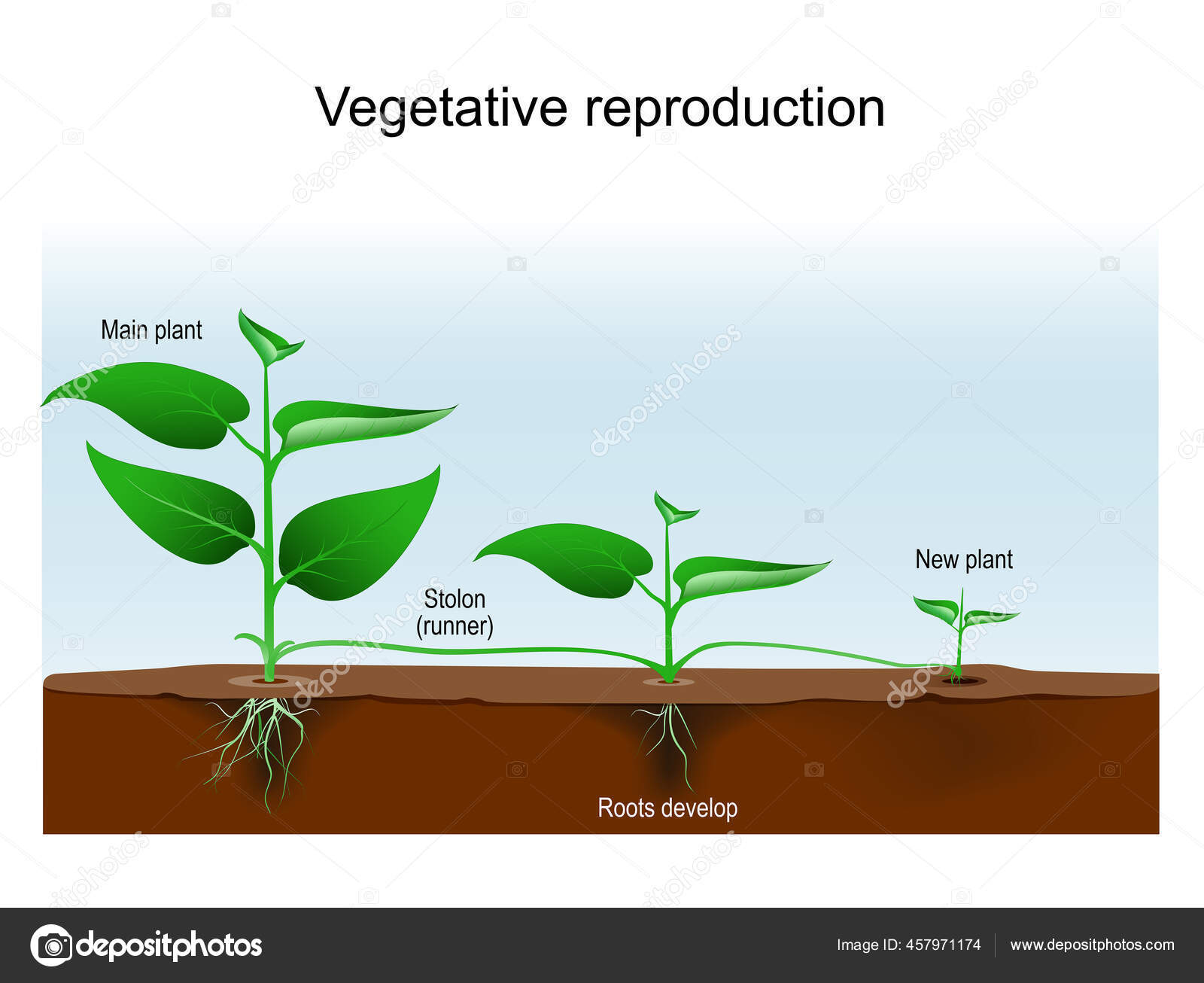 Reproducción Vegetativa Propagación Vegetal Multiplicación Vegetativa ...