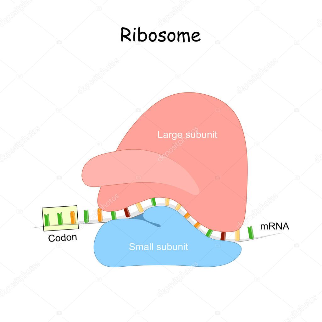Ribosoma y ARNm. Anatomía de las máquinas macromoleculares, esa ...