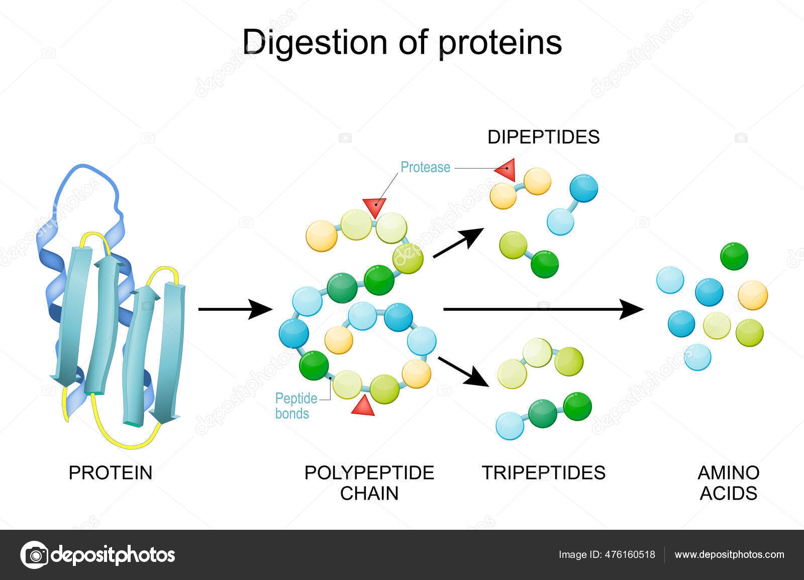 단백질 Proteases Peptidases 과정에서 단백질 펩타이드 사슬로 분해되고 하나의 아미노산으로 Stock Vector ...