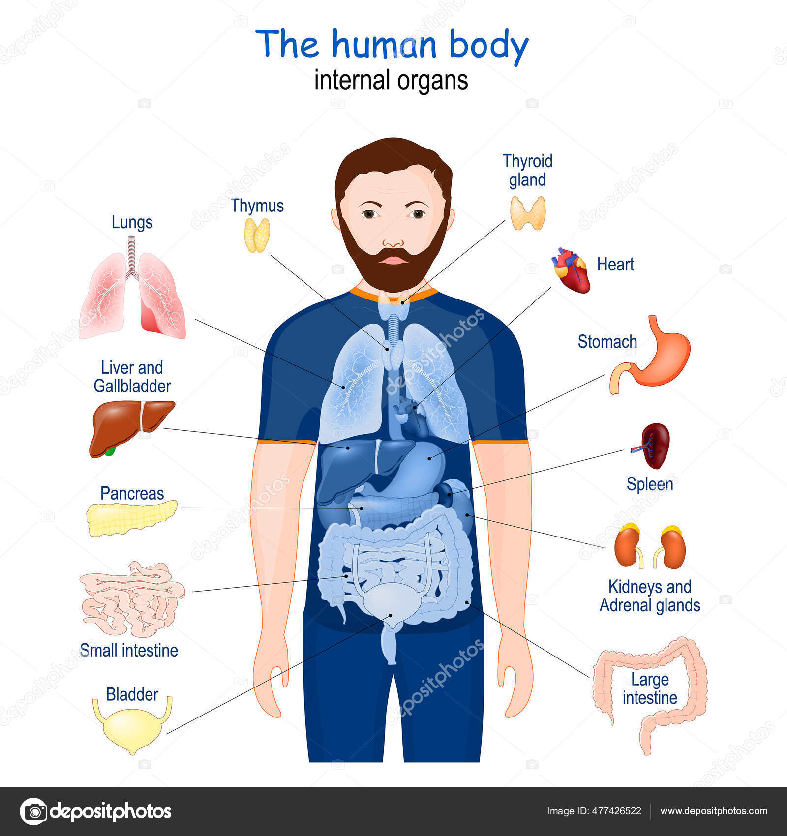 El Cuerpo Humano Organos Internos UIGJIOG Órganos Humanos Anatómicos
