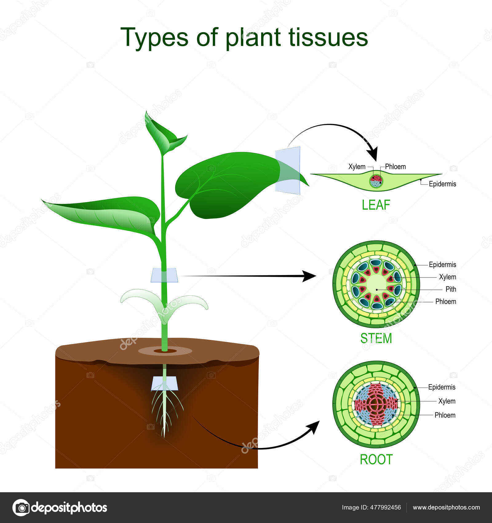 Corte Transversal Del Cuerpo
