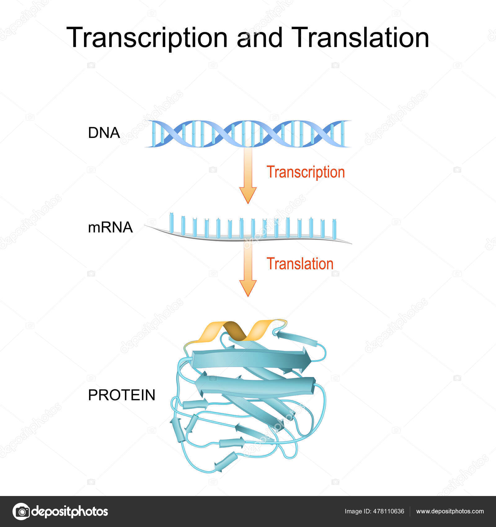 Adn Arn Arnm Síntesis Proteínas Diferencia Entre Transcripción ...
