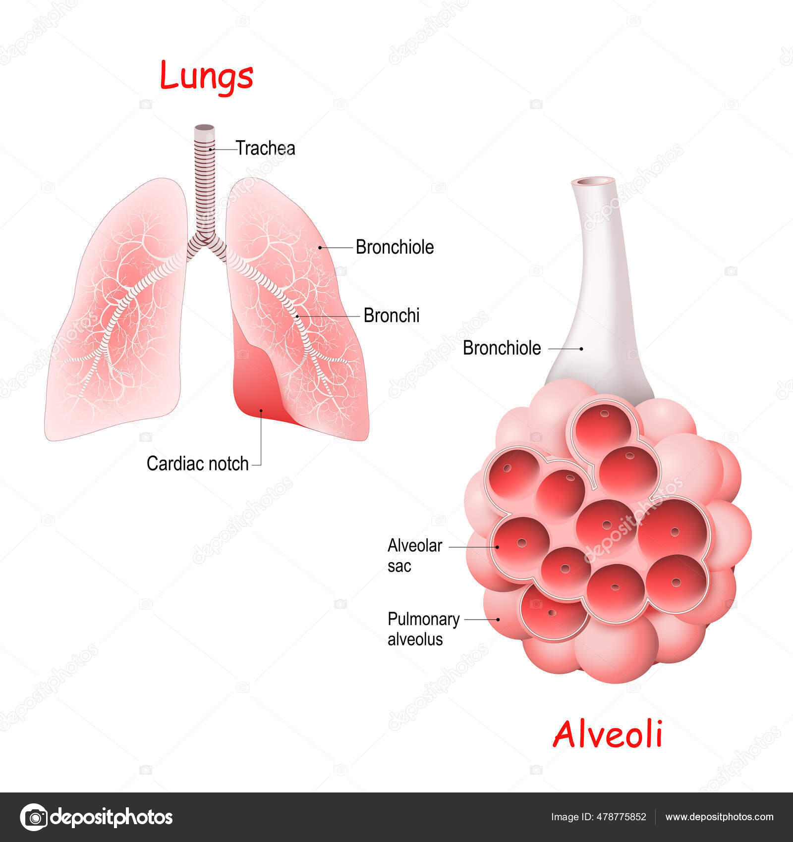 Alveolos Anatomia Pulmonar