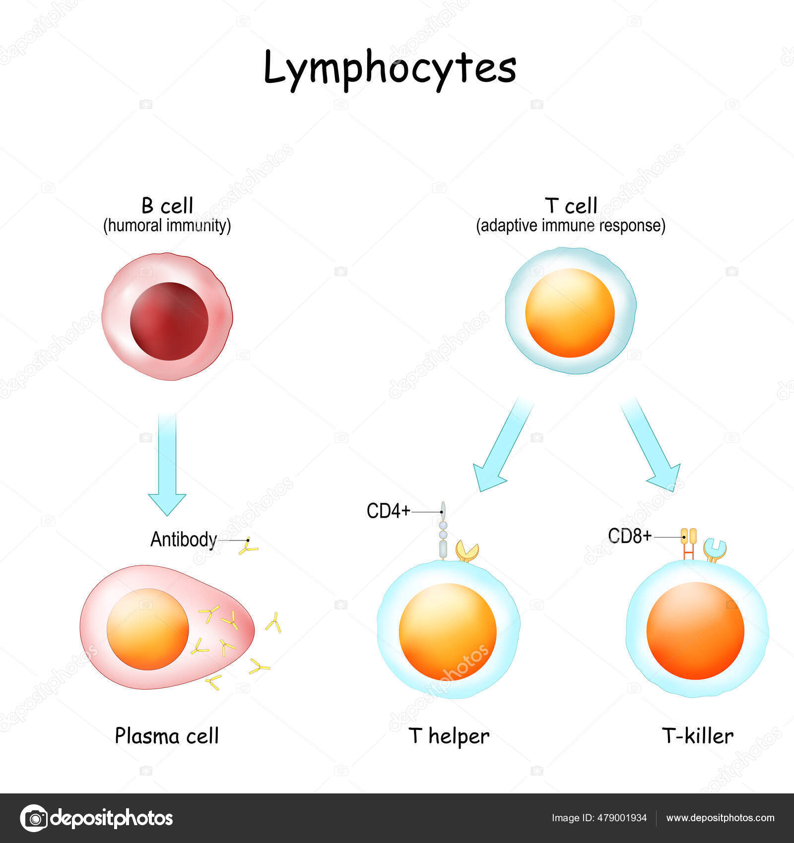 Lymphocytes B Cells And T