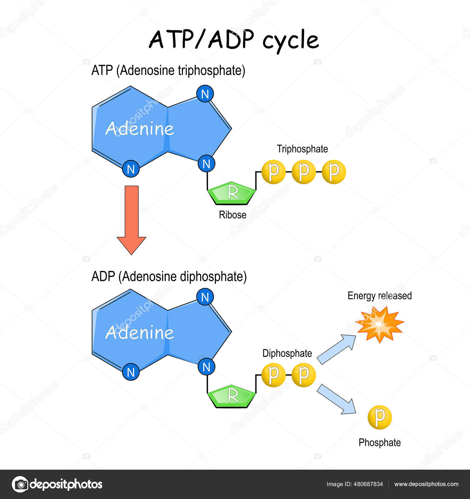 Ciclo Atp Adp Ilustración Vectorial Cartel Vector de stock por ...