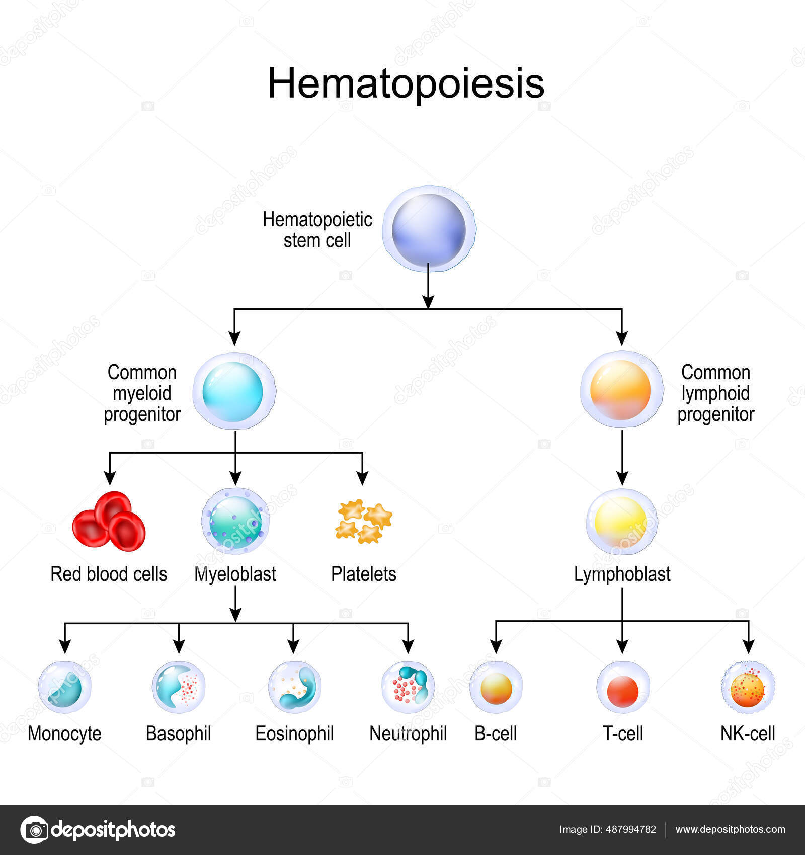 Types Of Lymphocytes