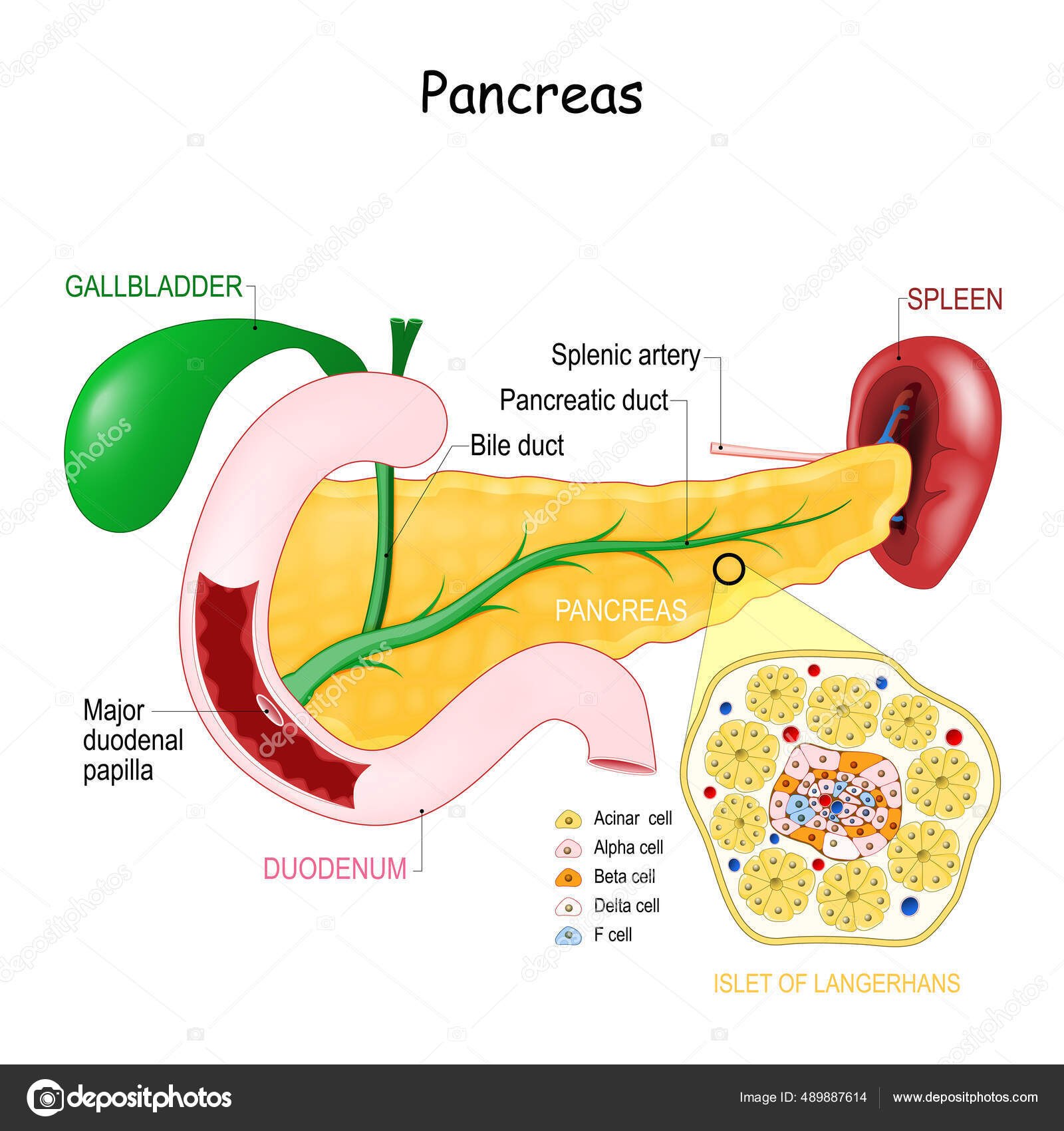 Vettoriale stockAnatomia Del Pancreas Primo Piano Della Struttura ...