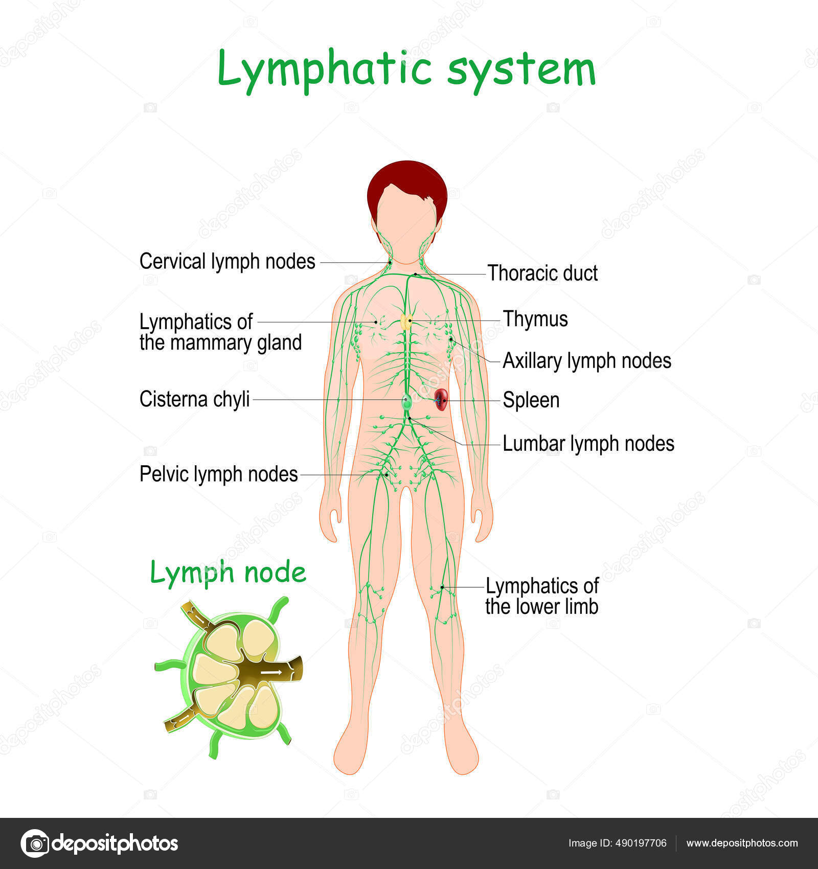 Sistem Limfatik Tubuh Manusia Dengan Organ Limfoid Spleen Thymus ...