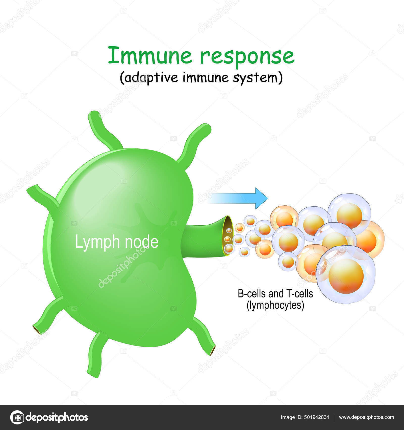 Lymph Node Cells Cells Lymphocyte Immune Response Adaptive Immune System Stock Vector Image by ...