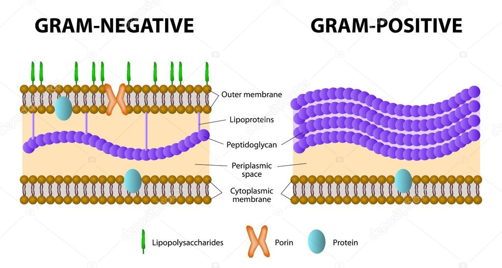 Bactéries Gram-positives et Gram-négatives — Image vectorielle ...