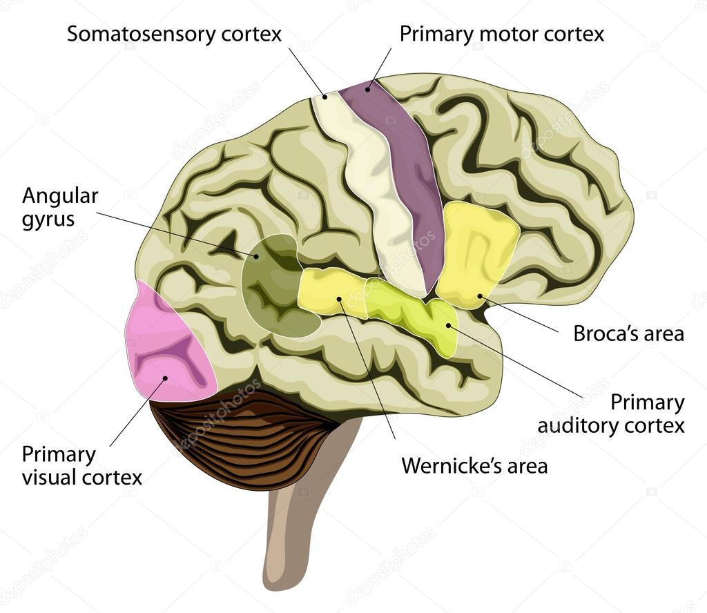 The human brain. Cortical representation of speech and language Stock ... The human brain. Cortical representation of speech and language Stock ...