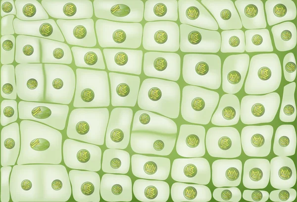 ᐈ Cell cycle , Royalty Free cell division vectors | download on ...