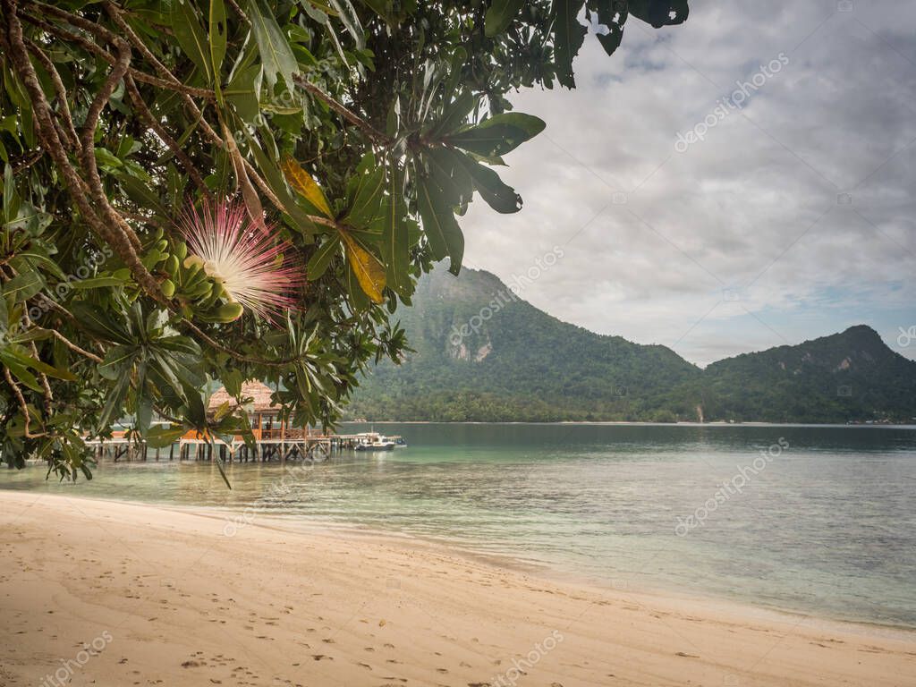 Flower of Fish Poison Tree, In the bacground beach and mounain. Sea ...