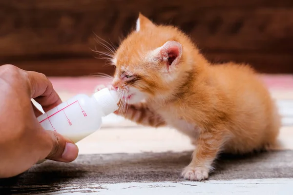 Little Baby Kittens Drinking From A Bottle