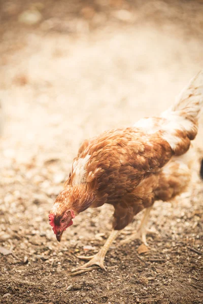 Male chickens Stock Photos, Royalty Free Male chickens Images ...