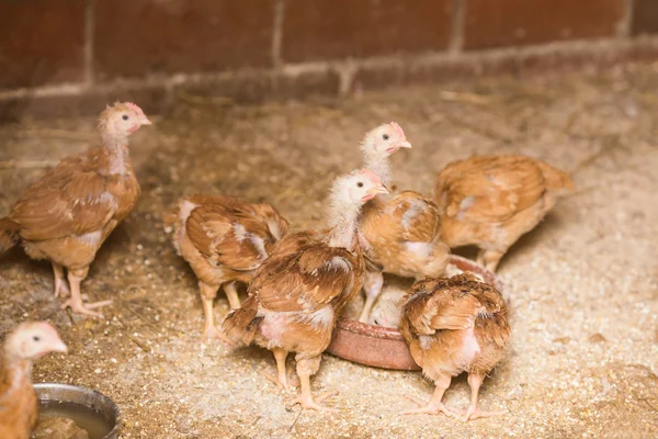 10,000,000+ imágenes de Pollitos bebes libres de derechos | Depositphotos