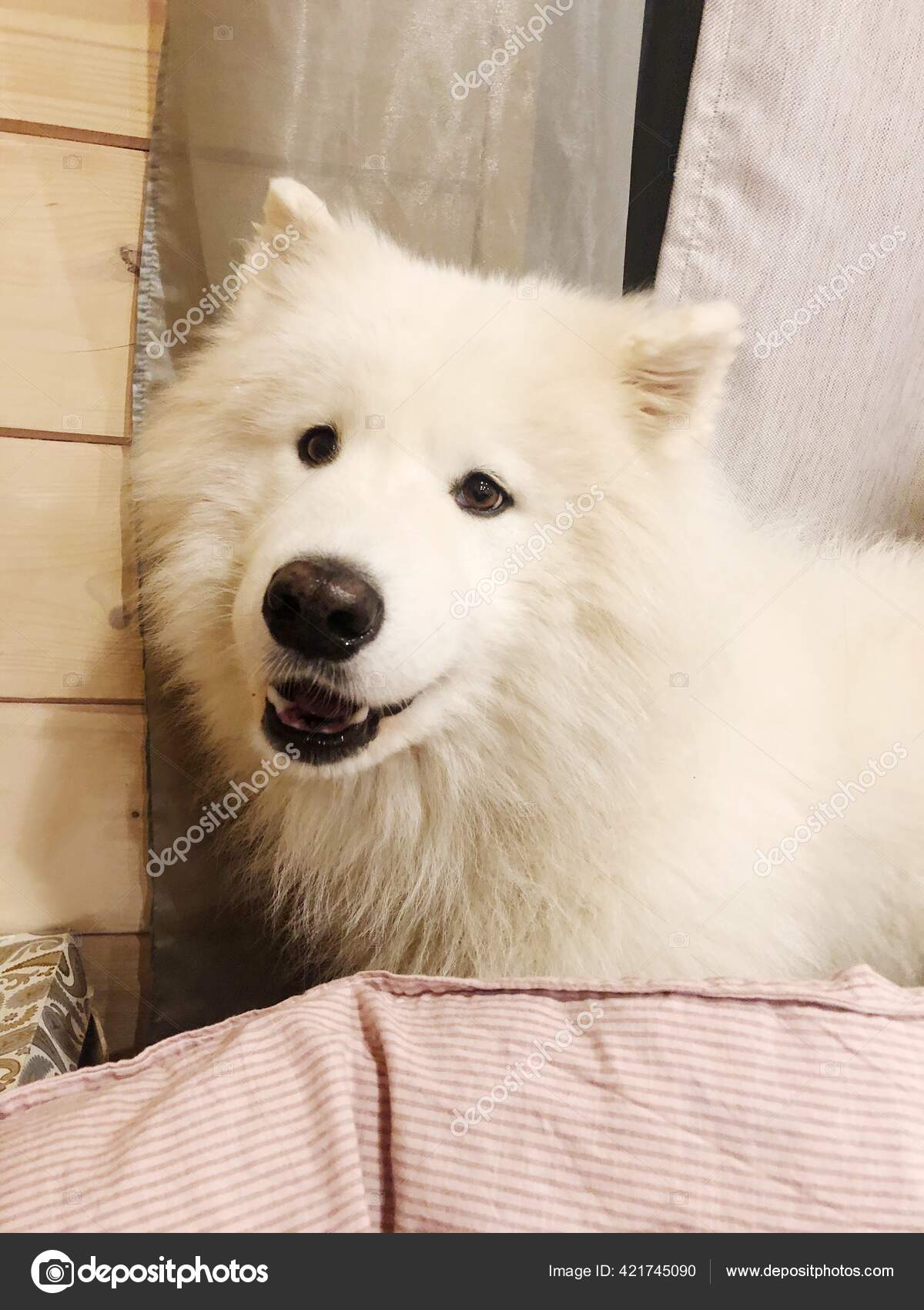 White Fluffy Samoyed Dog Close View — Stock Photo © AngelinaChe #421745090