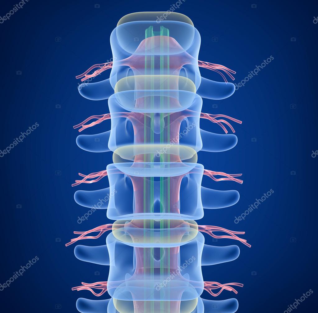 Vista de rayos X de columna vertebral humana, renderizado 3D 2024