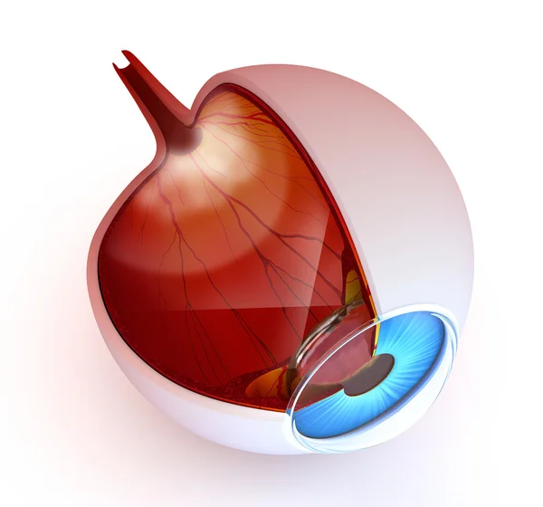 Inner eye Stock Photos, Royalty Free Inner eye Images | Depositphotos